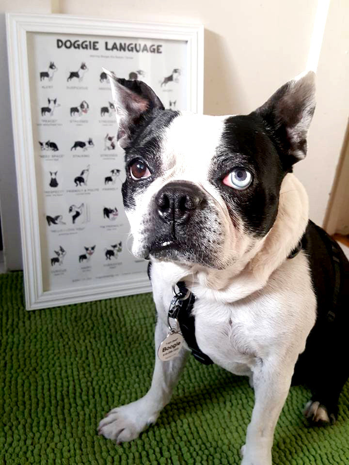 This is Boogie and my story. What's your story? – Hound and Friends