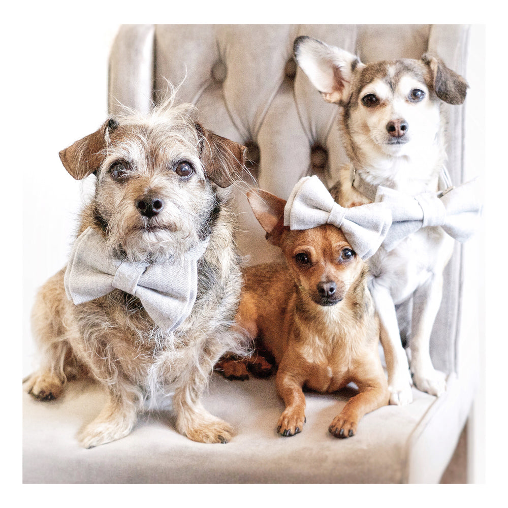 Hound and Friends - Matching Dog Accessories with their Owners