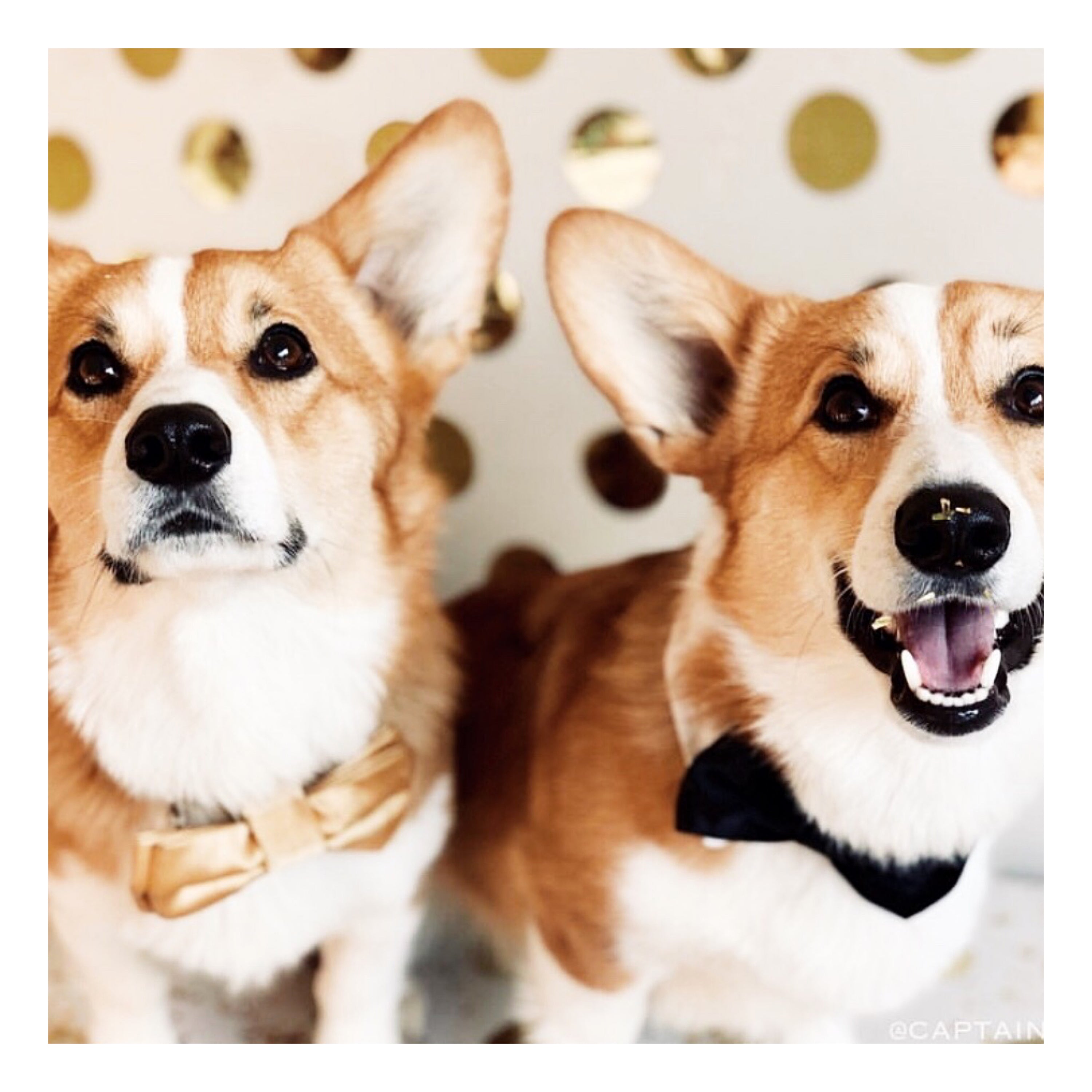 Hound and Friends - Matching Dog Accessories with their Owners