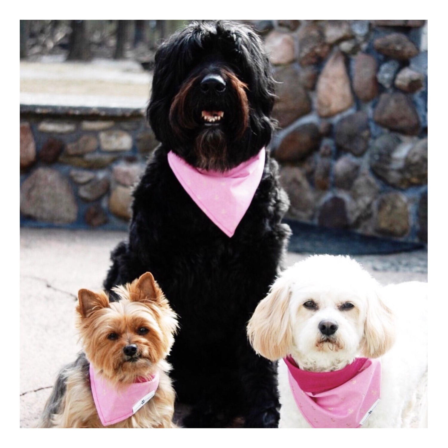 Hound and Friends - Matching Dog Accessories with their Owners